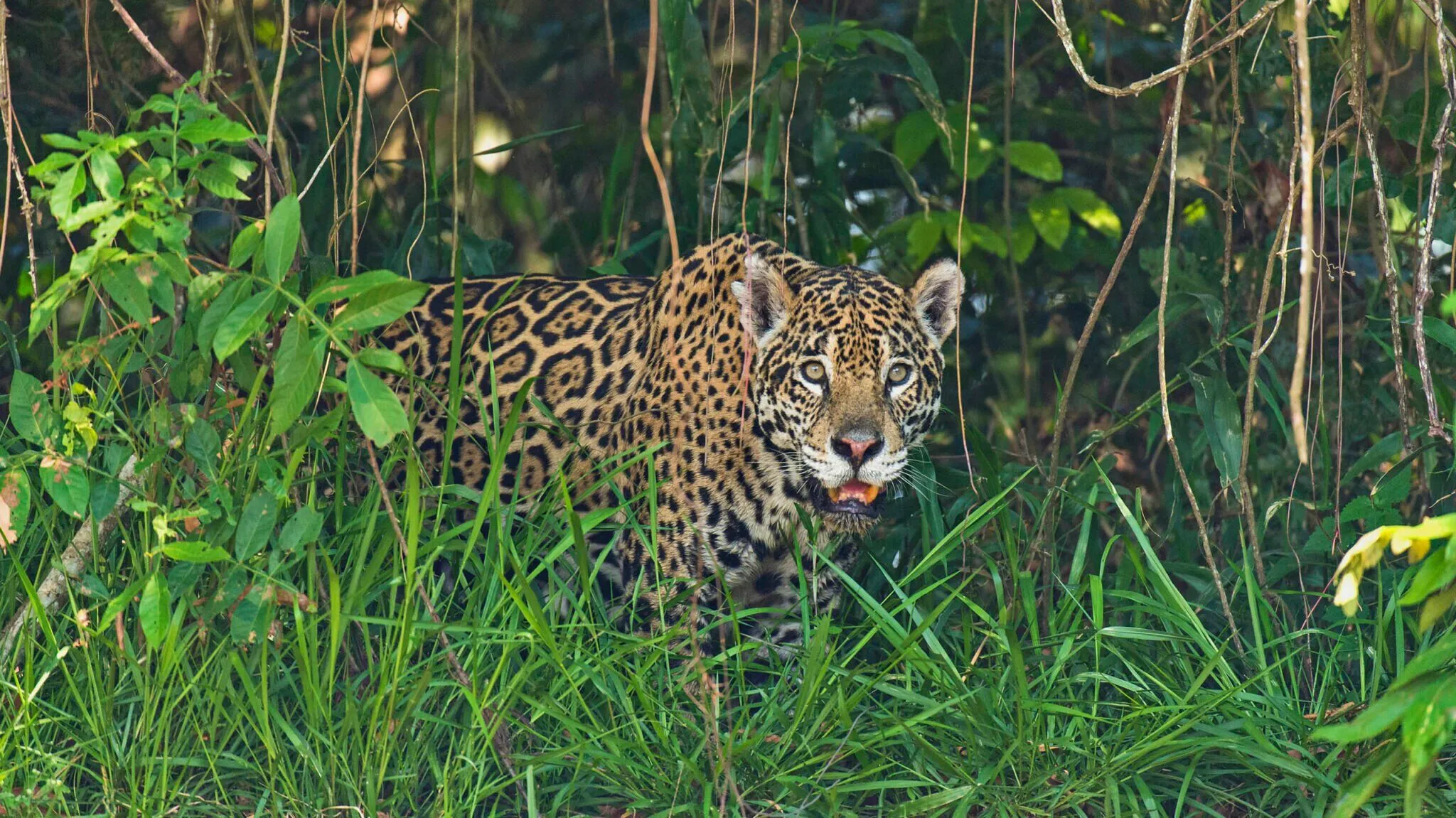 Wildlife Safaris & Holidays - Explorations Company