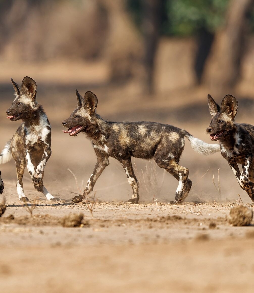 Wildlife Safaris & Holidays - Explorations Company